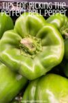 5 Tips For Picking The Perfect Bell Pepper | Drugstore Divas
