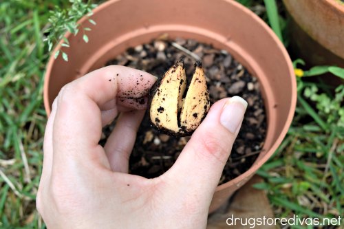 How To Sprout An Avocado Seed Without Toothpicks | Drugstore Divas