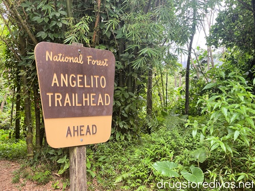 El Yunque National Forest: A Guide For Tourists | Drugstore Divas