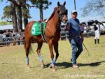 Elloree Trials Horse Race: Everything you need to know | Drugstore Divas